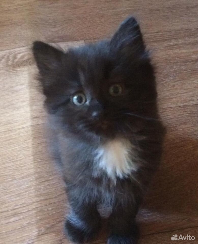 Котёнок в добрые руки. Родился 22 июня, мальчик. О