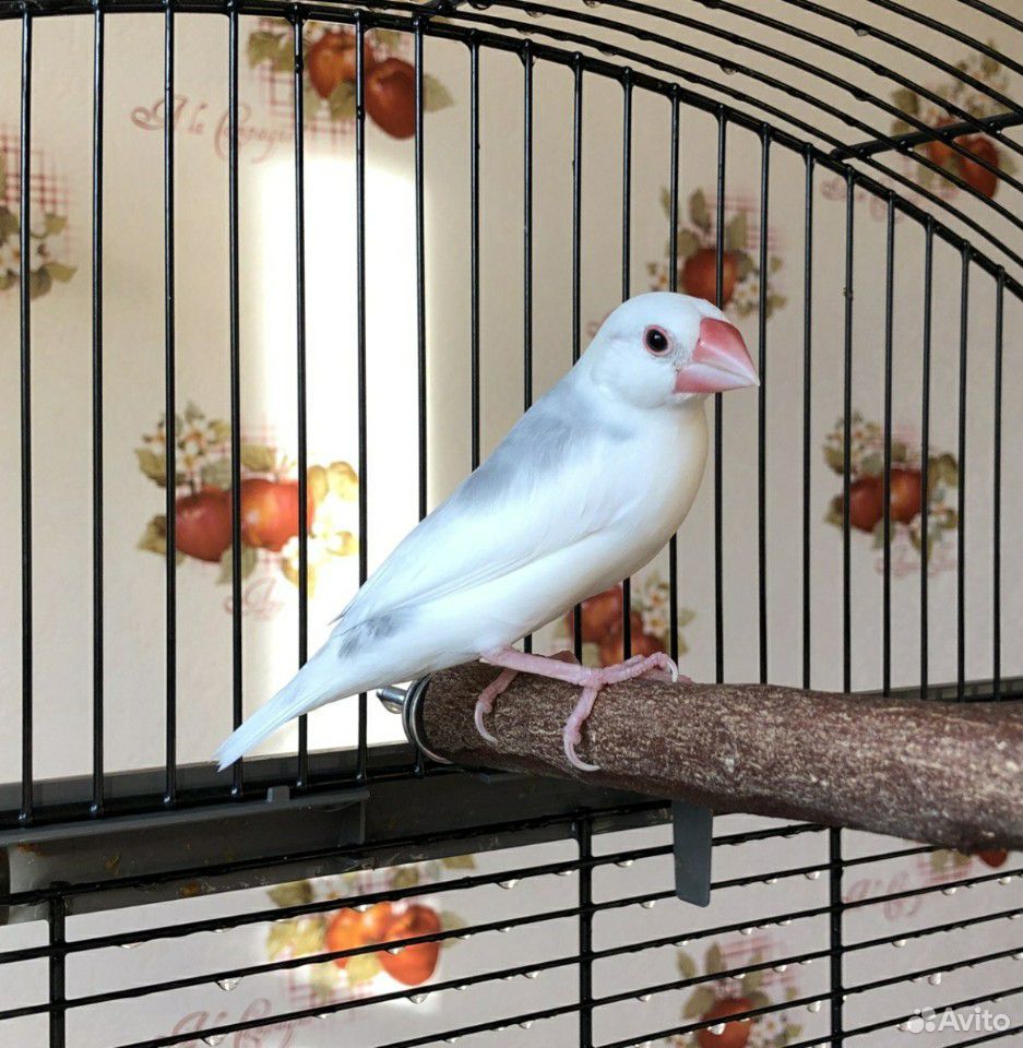 Рисовая амадина (самец)