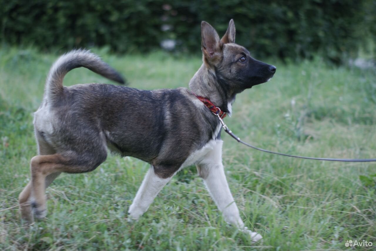 3 красавицы сёстры ищут семьи