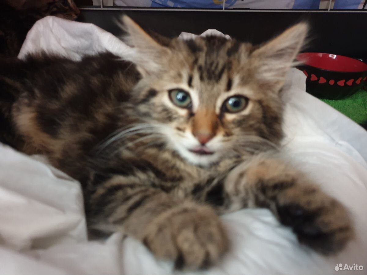 Пушинка ждет маму