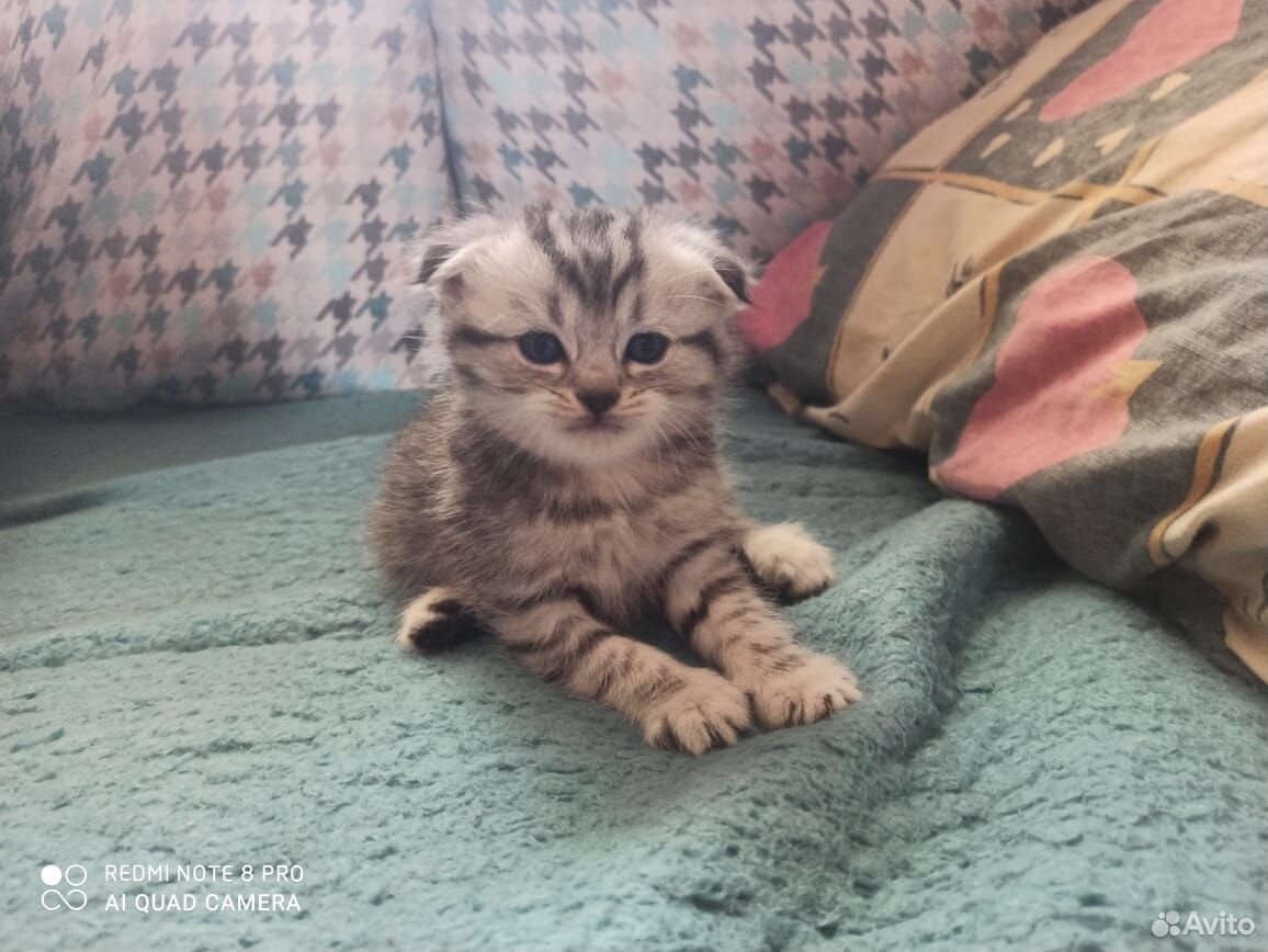 Шотландская