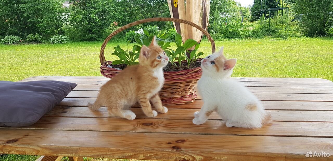 Котята