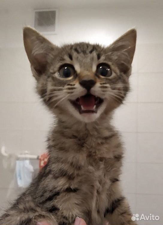 Фея ищет дом