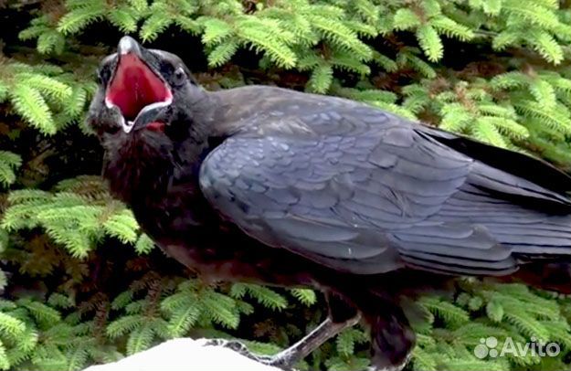 Черный ворон