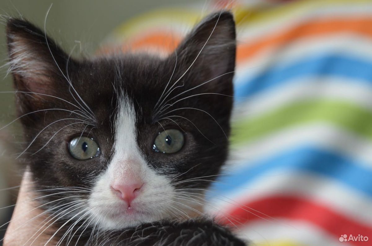 Ищут дом мальчишки-подкидыши Мишка и Тишка