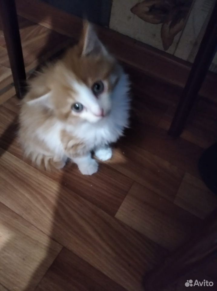 Милая Рыжулька ищет хозяев