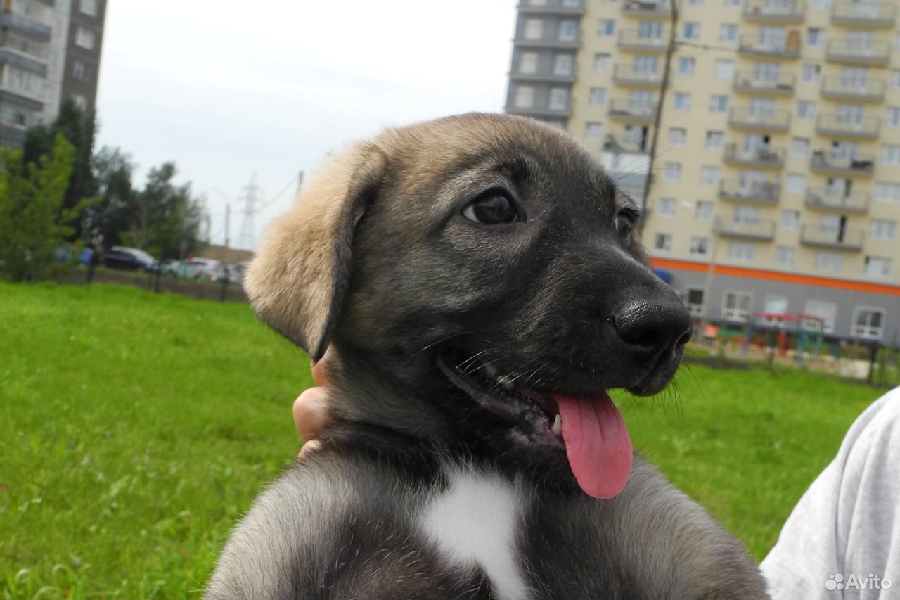 Милочка ищет дом