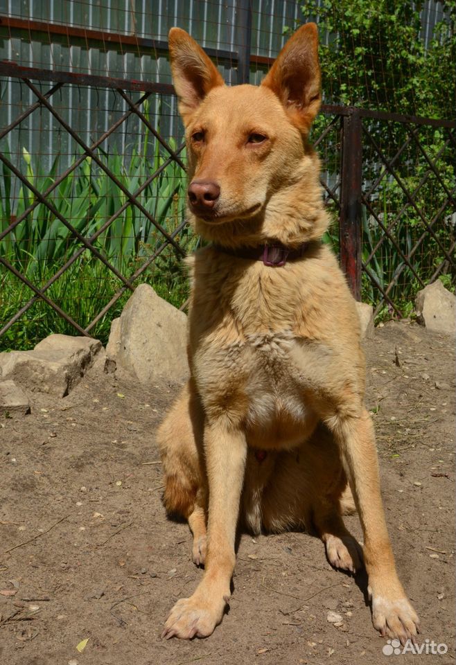 Рыжий добряк Огонек ищет дом