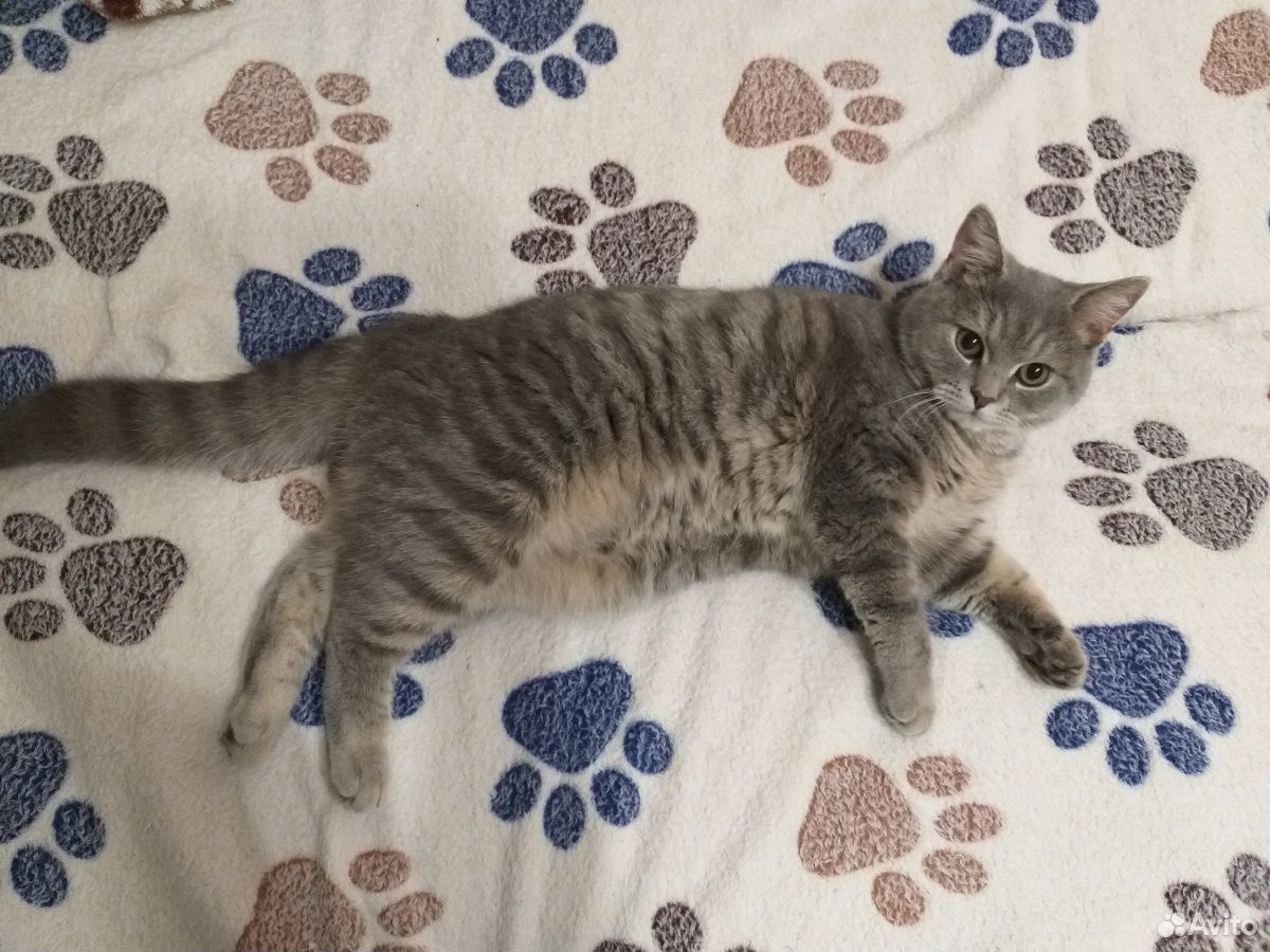 Кот Шотландец