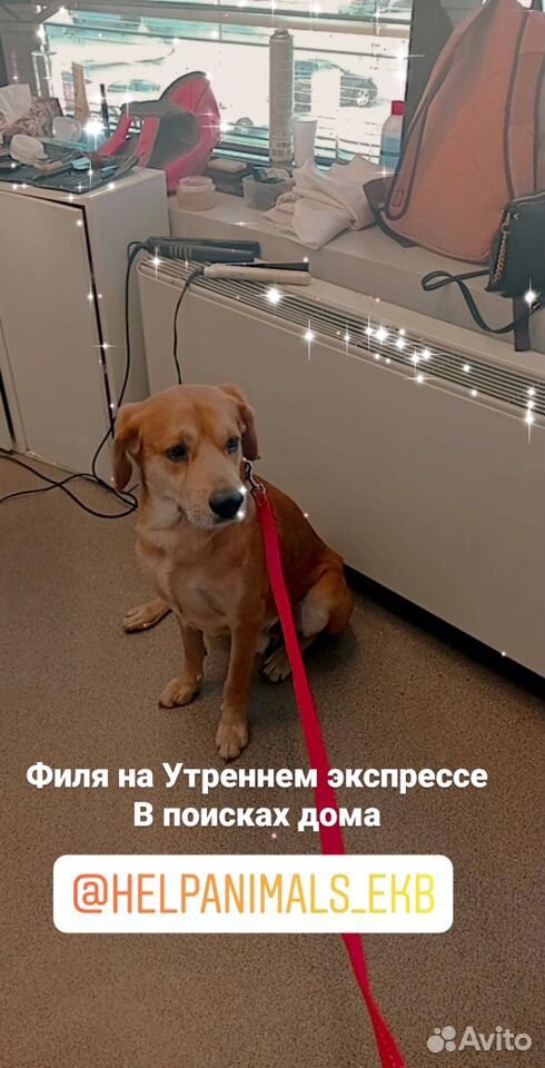 Пёс Филя в добрые руки (Лабрадор, звезда новостей)