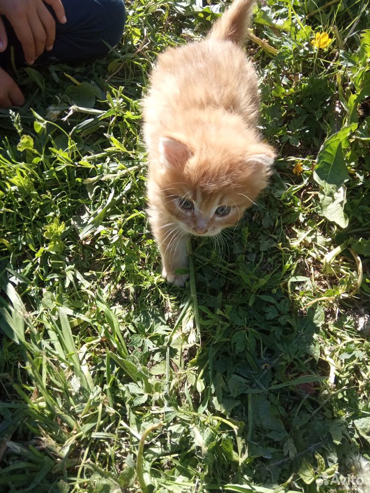 Отдам рыжих пушистых котят