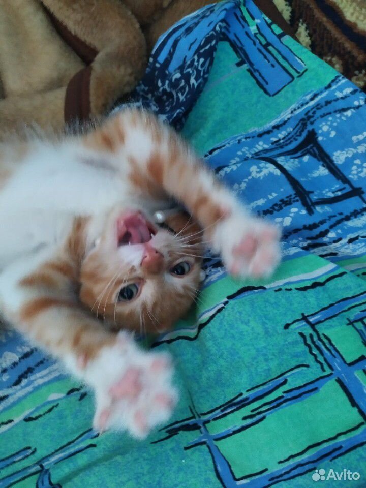 Рыженький котик мышелов в добрые руки