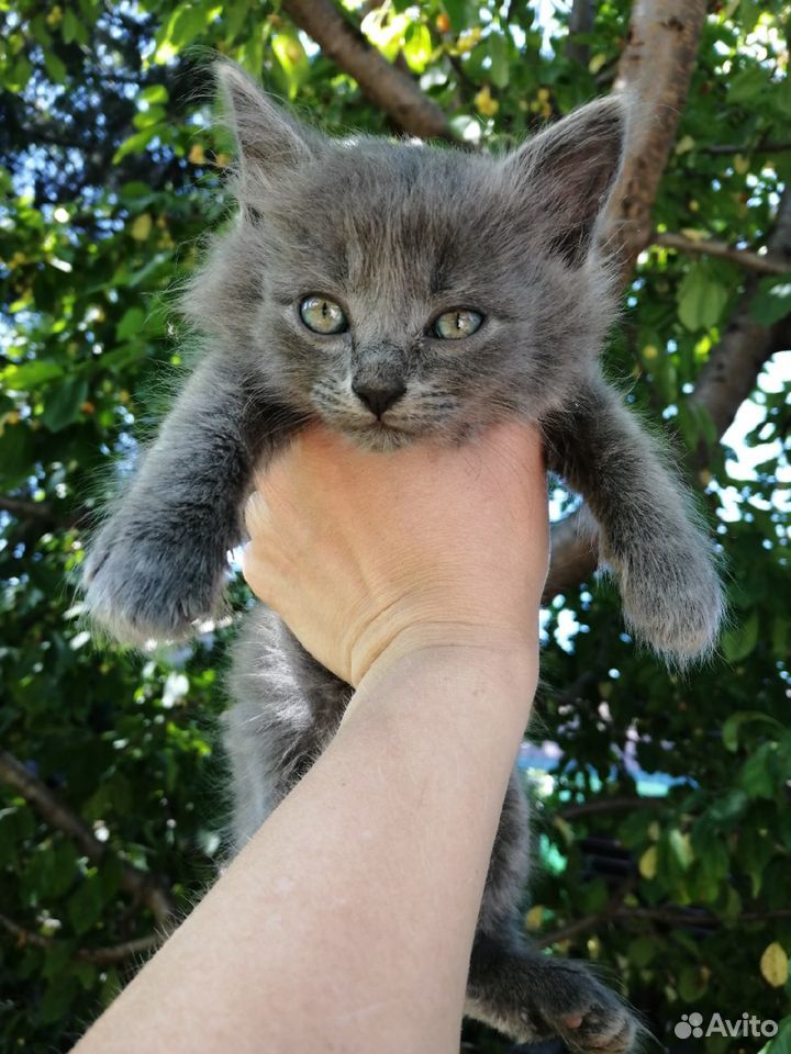 Котята