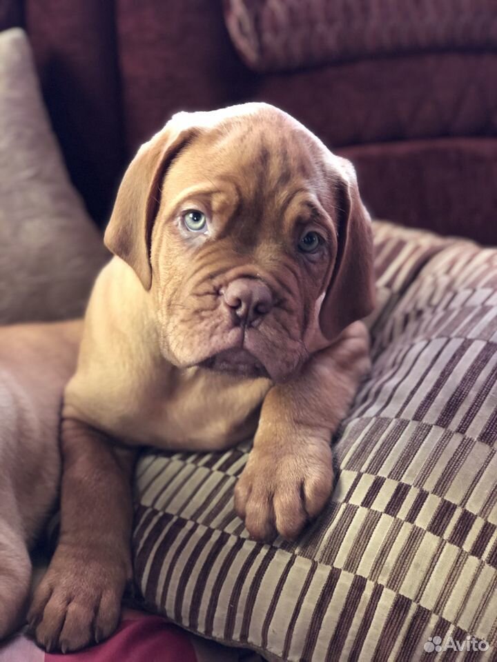 Щенок Бордоского Дога