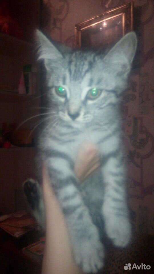 Кошка