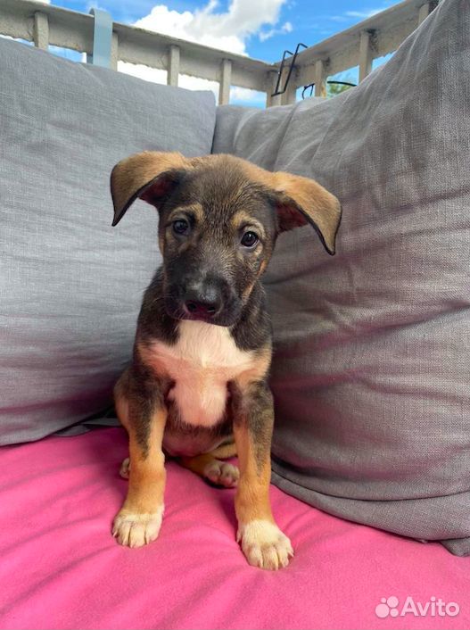 Очень умный щенок ищет очень умных хозяев