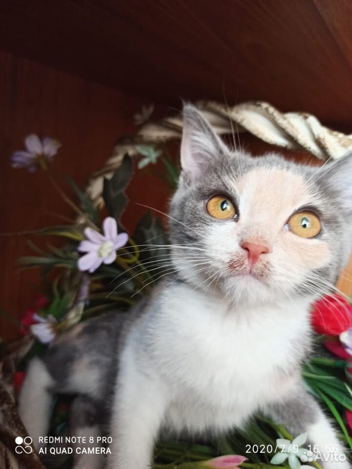 Котёнок Элис в хорошие руки