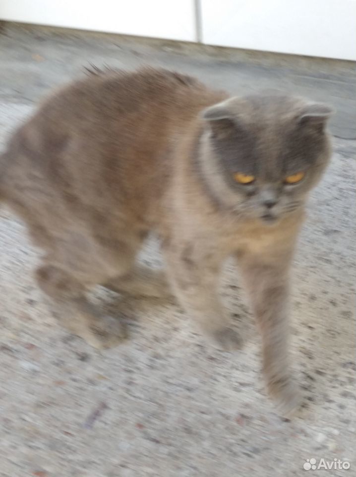 Ищу друга. Кот ищет своего Человека