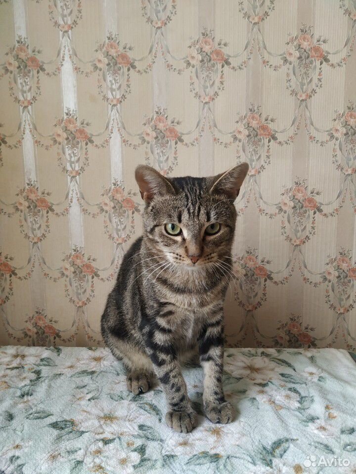 Бродячий кот