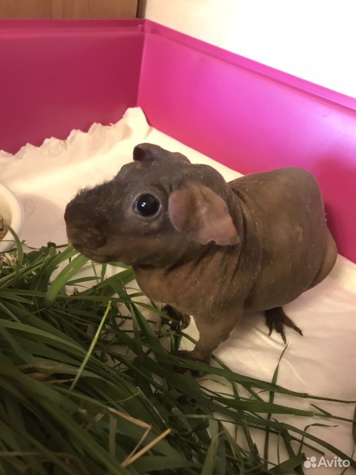 Морская свинка «Скини»