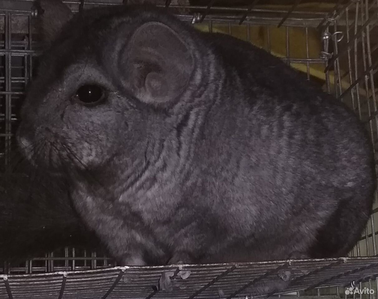 Шиншилл.Мальчик.10 мес.возм.на