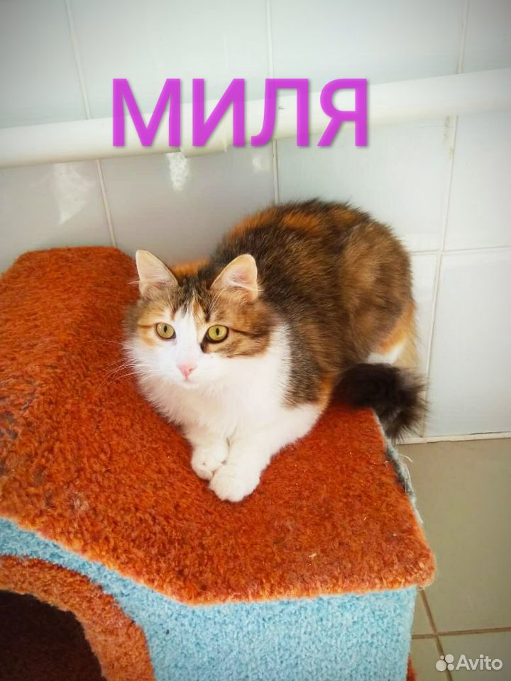 Умница и красавица- 1 годик, стерилизована