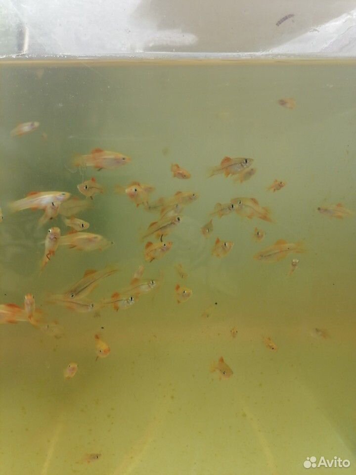 Мальки меченосцев