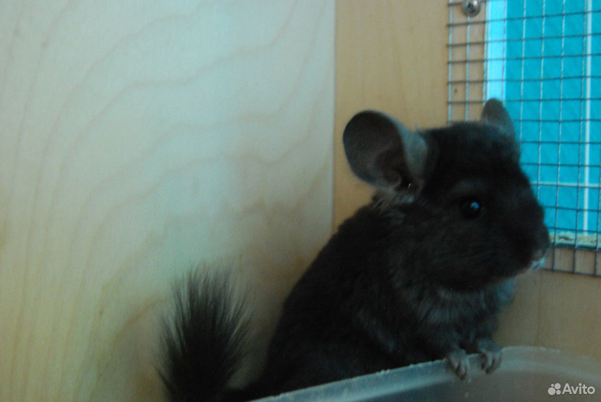 Шиншиллки красотки