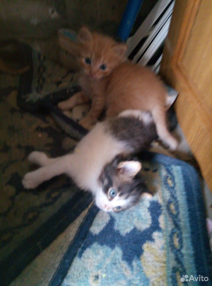 Котята в добрые руки