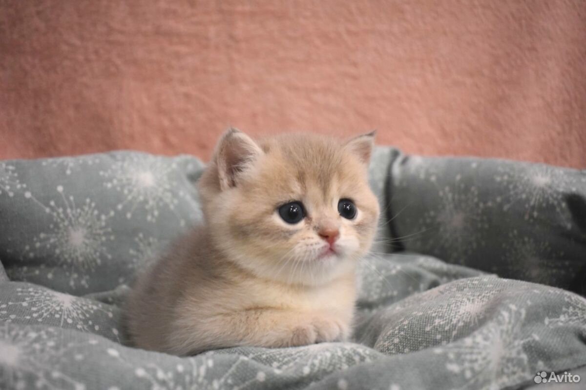 Британские котята из закрытого питомника