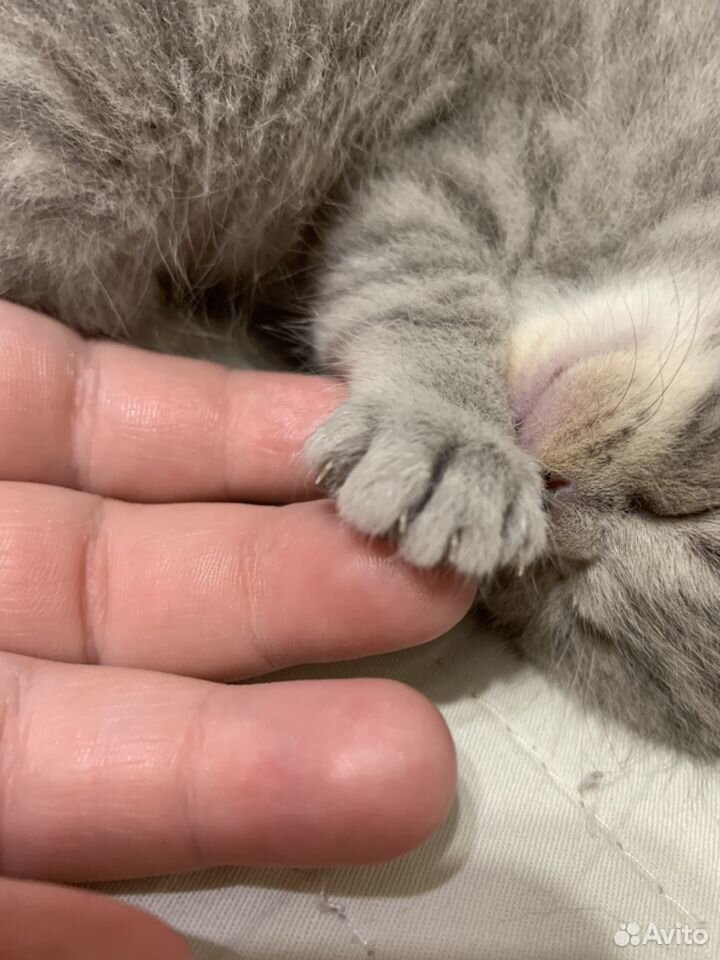 Котята британцы