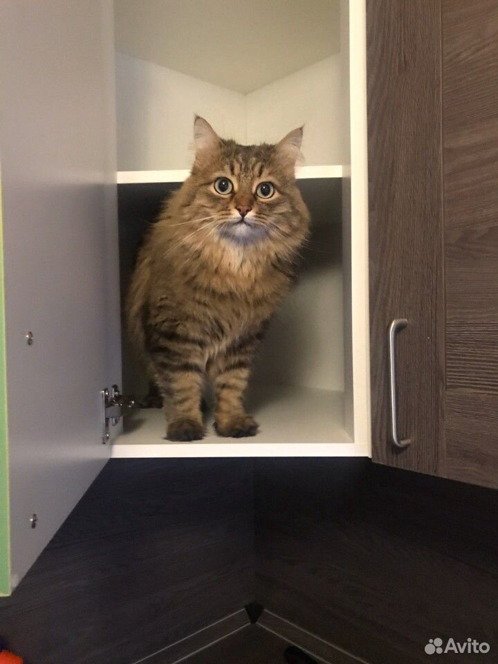 Отдам котов в добрые руки