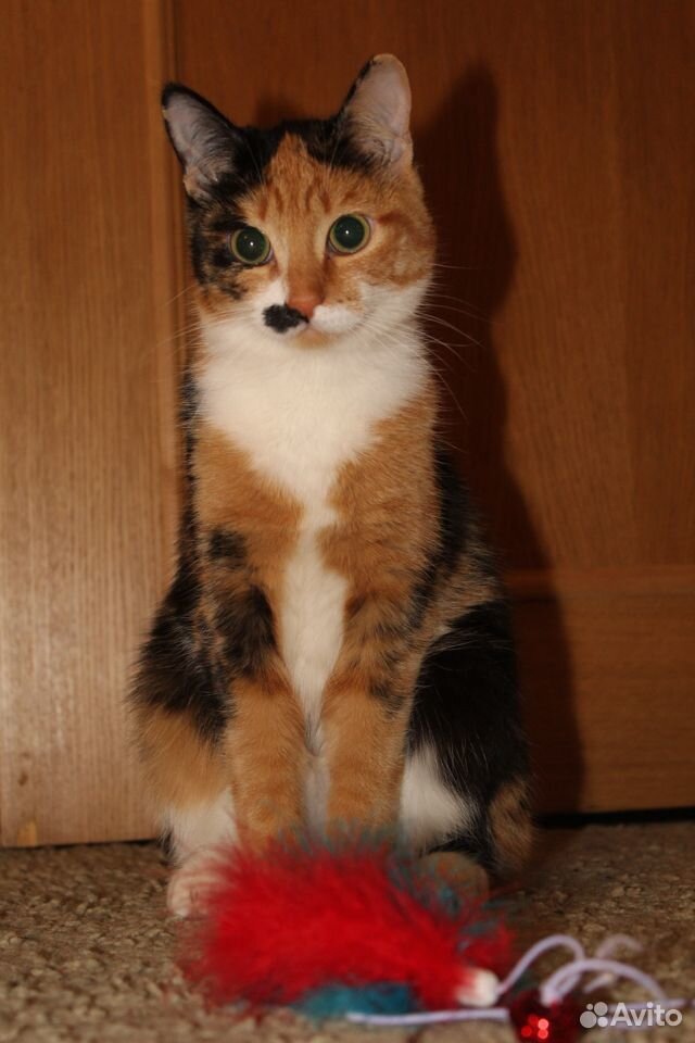 Кошка