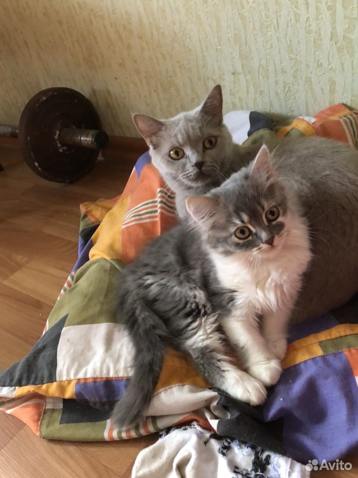 Остался последний котёнок Милая ласковая девочка