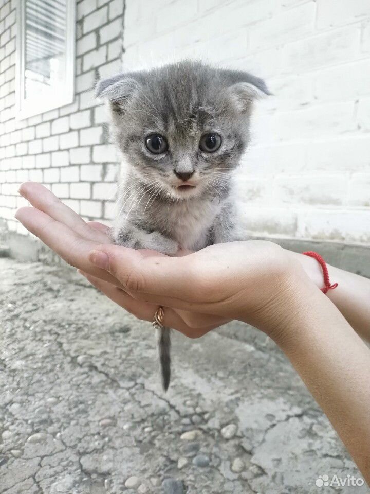Шотландские полукровки
