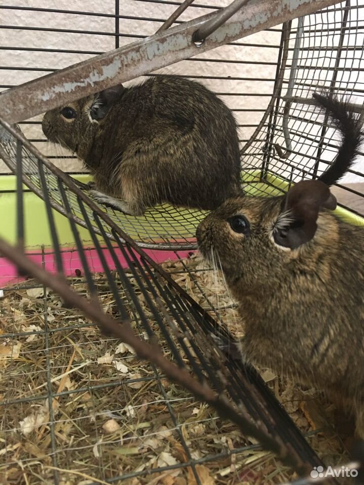 Ручные Белки Дегу