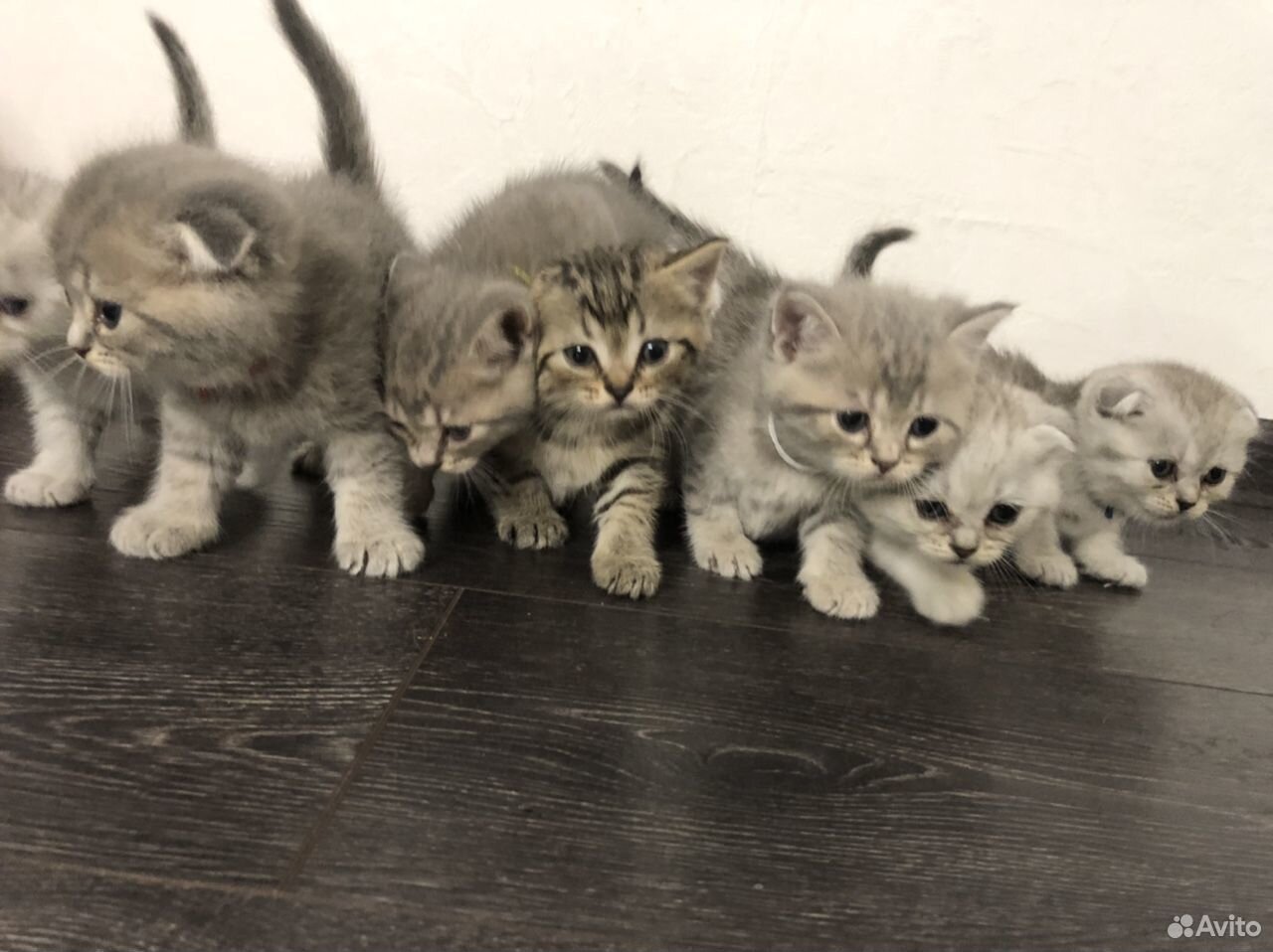 Котёнки британцы(7шт.)