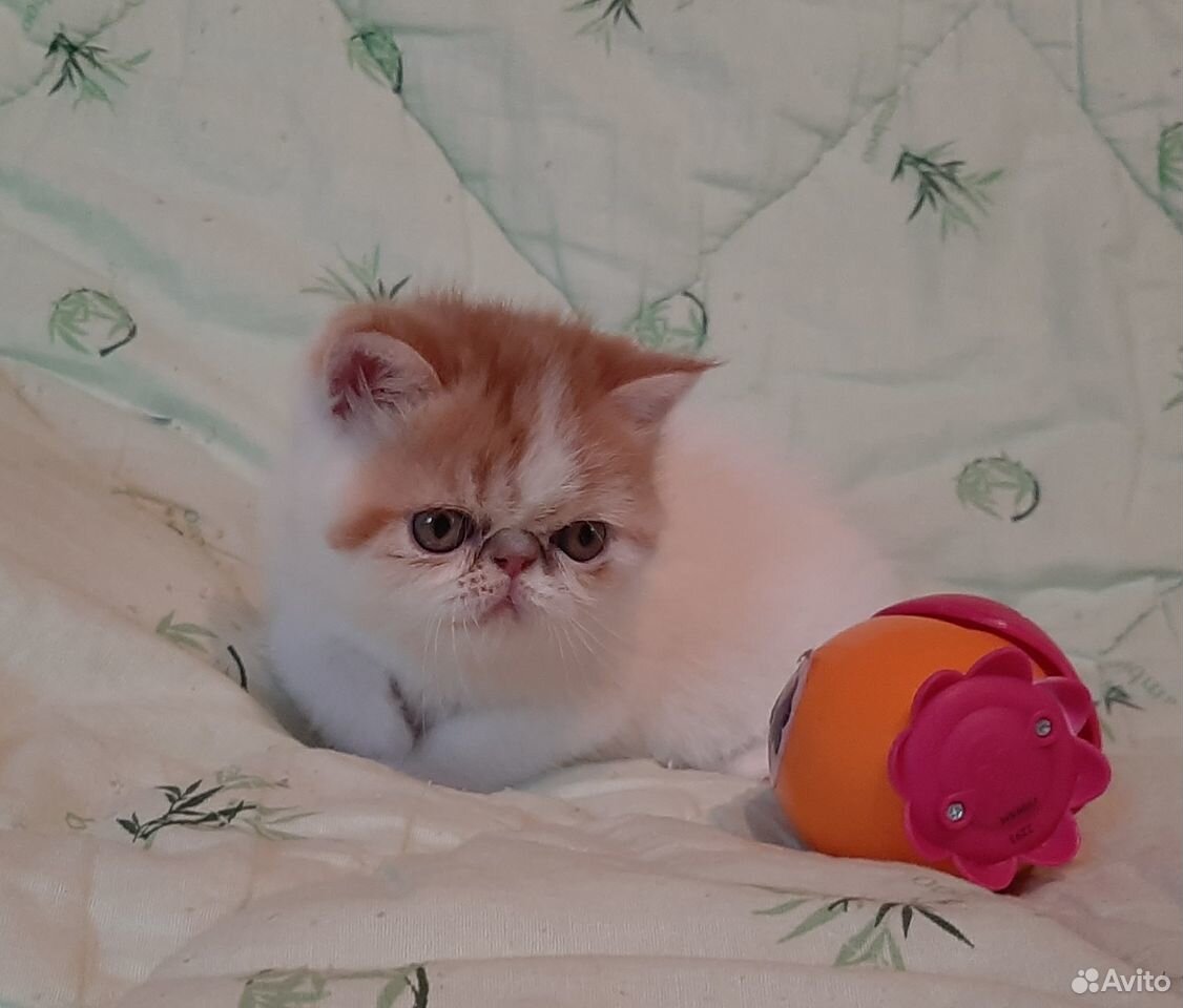 Экзотический малышок