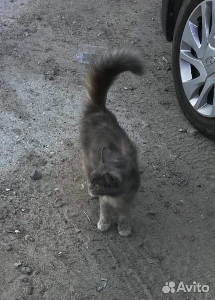 Кошка ищет хозяина. Отдадим в хорошие руки