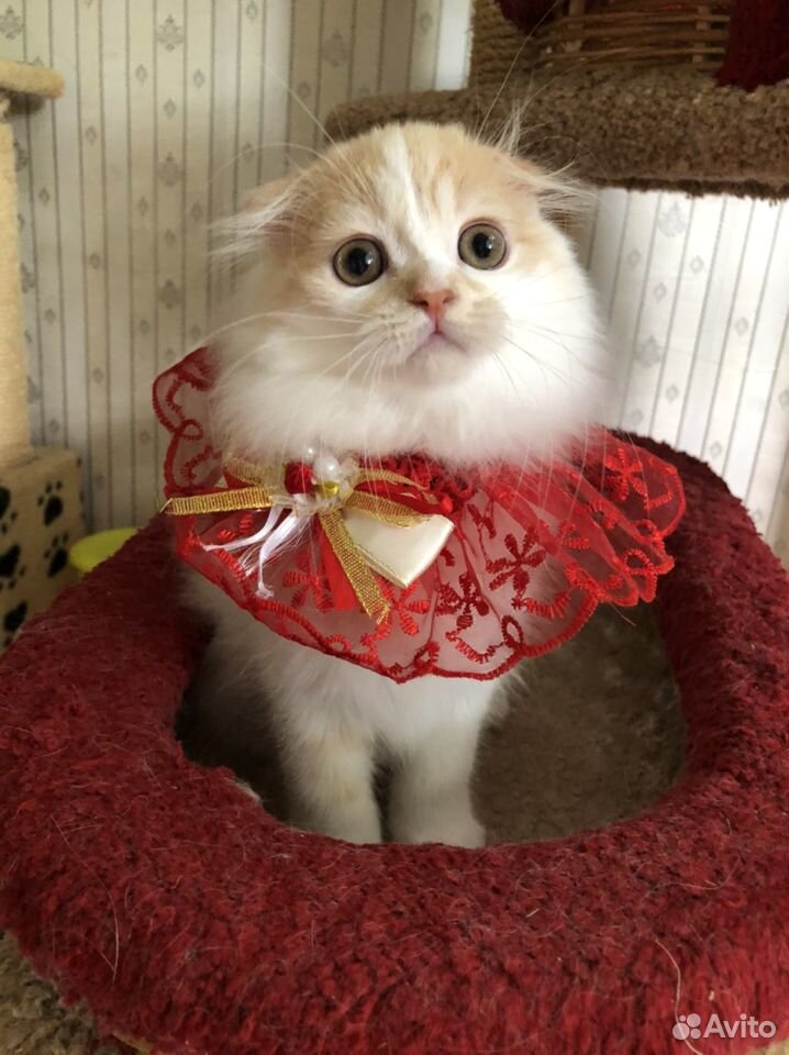 Шотландский котик