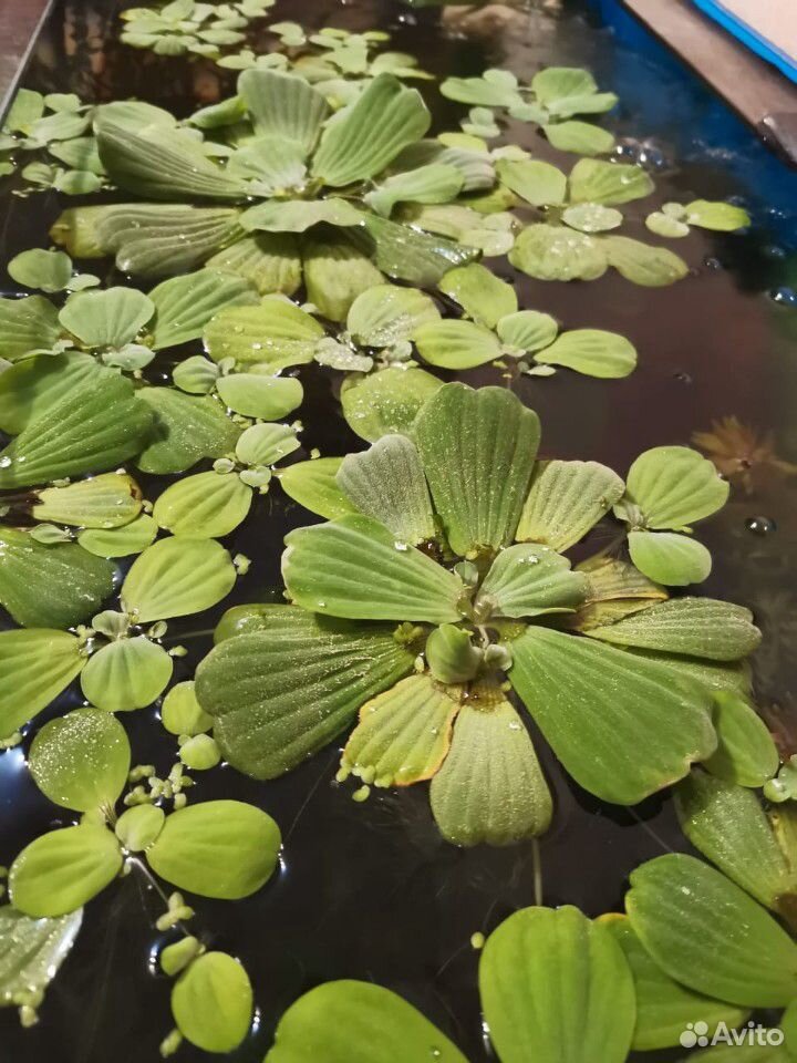 Пистия. обмен