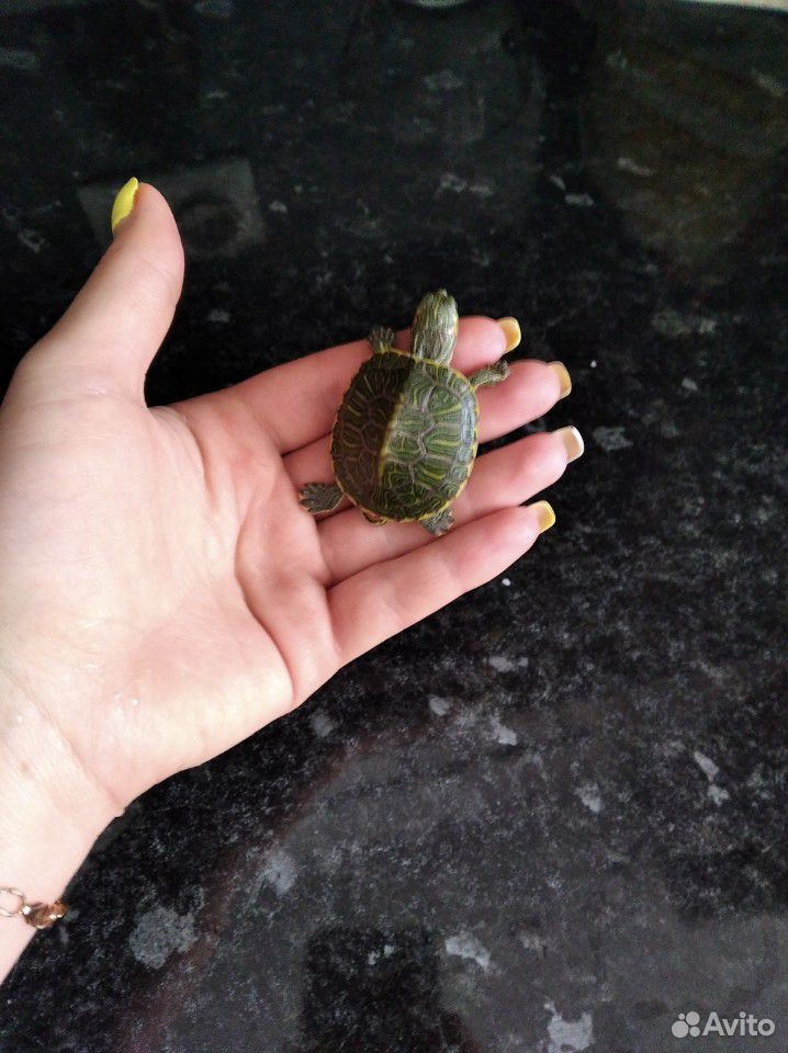 Черепашка маленькая