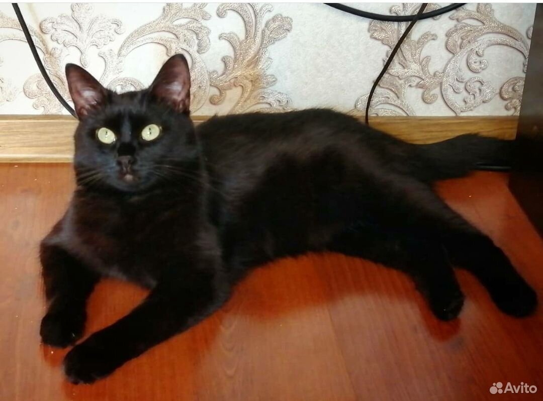 Кошка ищет дом