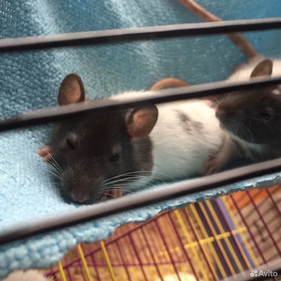 Крысы Декоративные