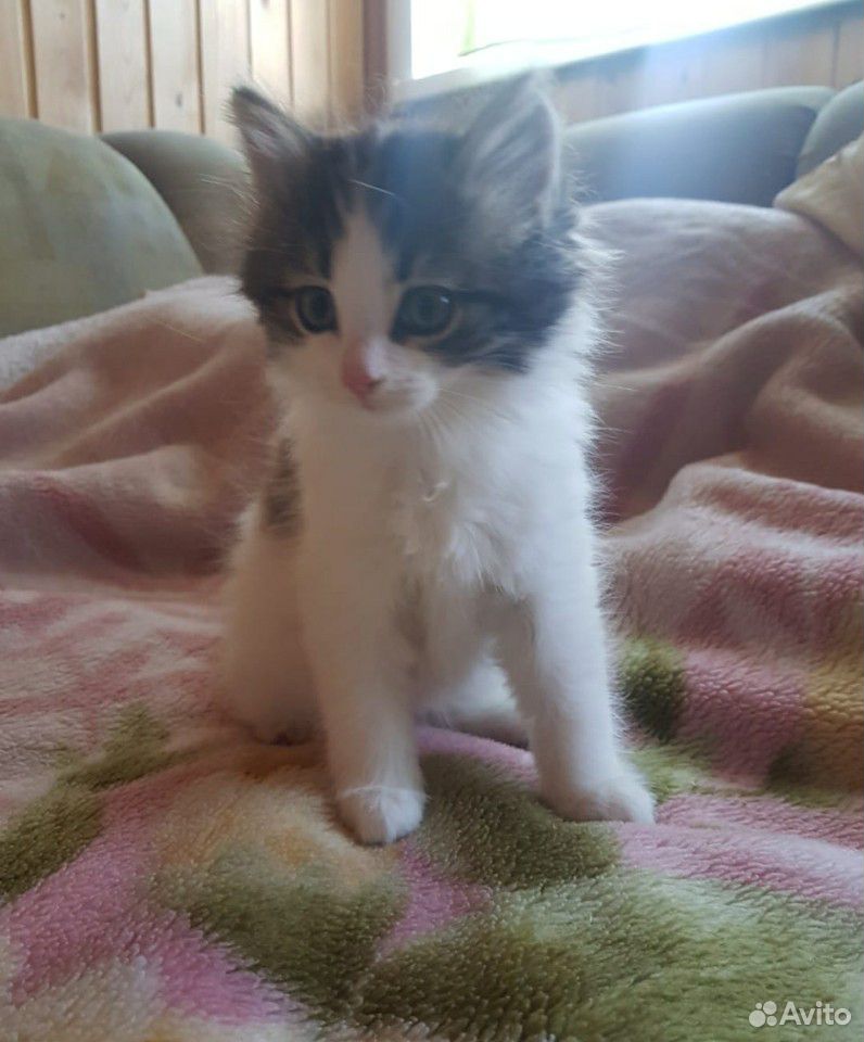 Пушистая малышка ищет маму