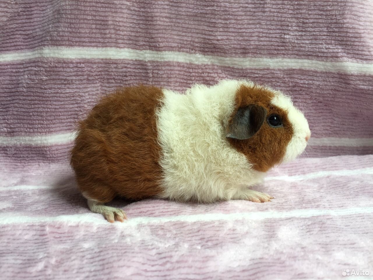Морская свинка американский тедди девочка
