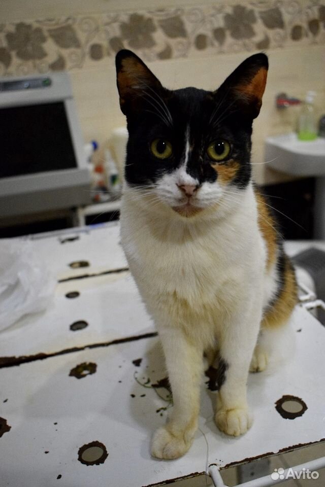 Кошка Маффа ищет дом