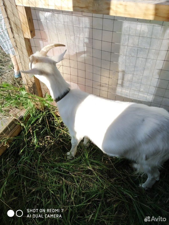 Коза котная