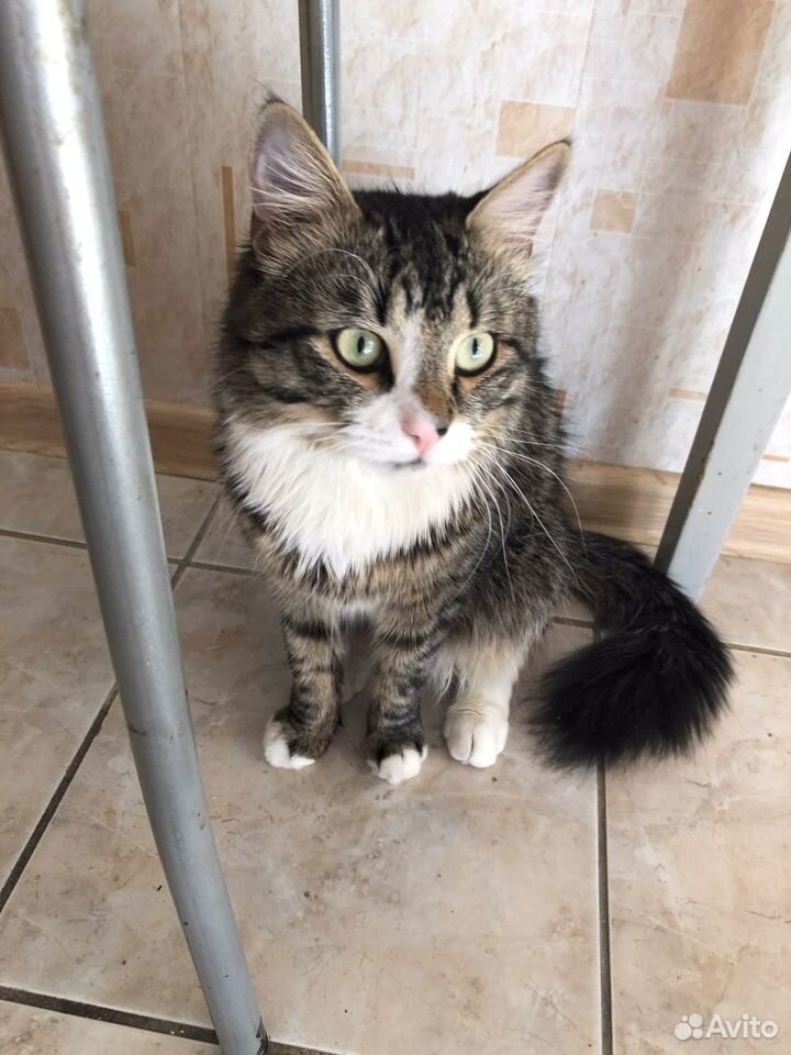 Сибирский с метисом помесь