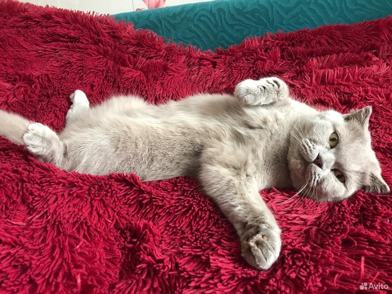 Британская кошка